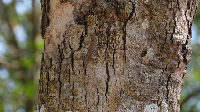 Patagium Images – Browse 383 Stock Photos, Vectors, and Video | Adobe Stock