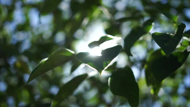 "Moving Leaves" Images – Browse 173 Stock Photos, Vectors, and Video ...