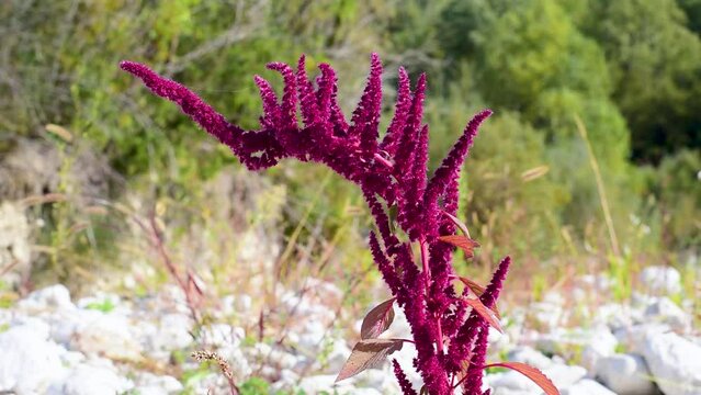 "Polygonum Orientale" Images – Browse 213 Stock Photos, Vectors, and ...