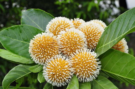 Burflower-Tree Images – Browse 63 Stock Photos, Vectors, and Video ...