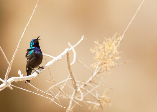 "Palestine Sunbird" Images – Browse 308 Stock Photos, Vectors, and ...