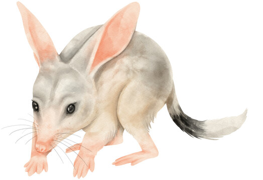 "Greater Bilby" Images – Browse 373 Stock Photos, Vectors, and Video ...