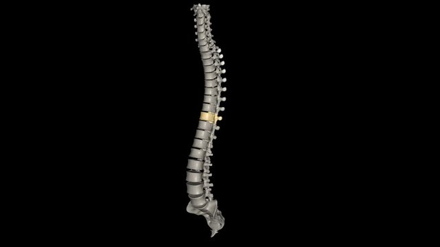 รูปภาพT9 – เลือกดูภาพถ่ายสต็อก เวกเตอร์ และวิดีโอ290 | Adobe Stock