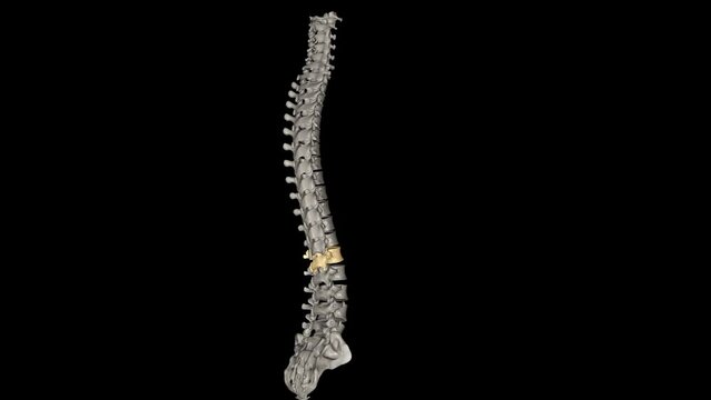 Imágenes de L1: descubre bancos de fotos, ilustraciones, vectores y ...