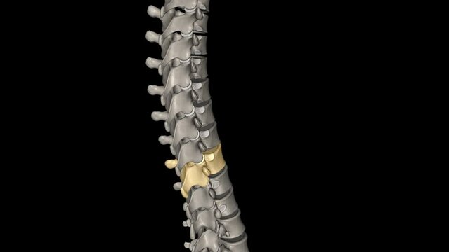 รูปภาพT10 – เลือกดูภาพถ่ายสต็อก เวกเตอร์ และวิดีโอ116 | Adobe Stock