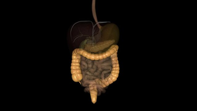 รูปภาพChymus – เลือกดูภาพถ่ายสต็อก เวกเตอร์ และวิดีโอ138 | Adobe Stock