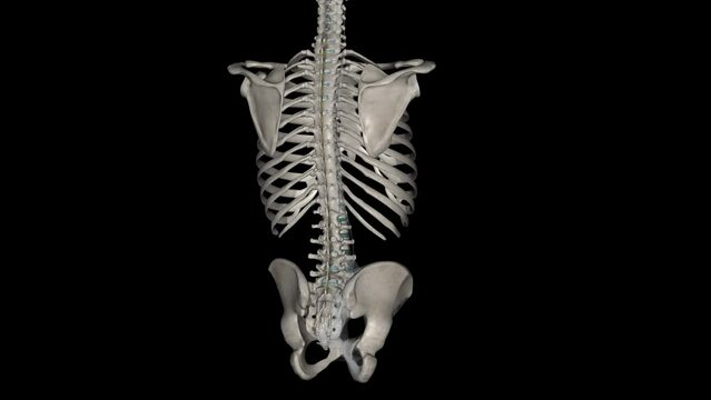 "Spinous Process" Images – Browse 583 Stock Photos, Vectors, and Video ...