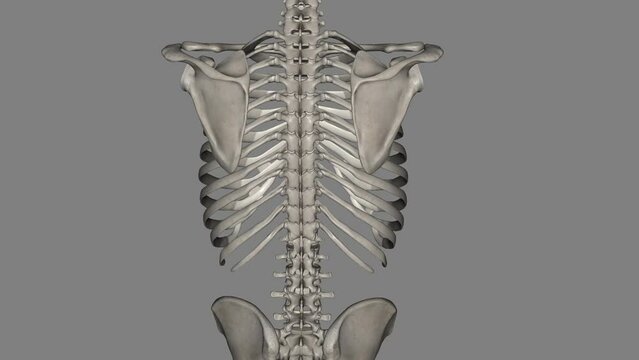 "Spinous Process" Images – Browse 583 Stock Photos, Vectors, and Video ...