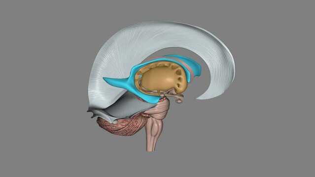 "Caudate Nucleus" Images – Browse 281 Stock Photos, Vectors, and Video ...