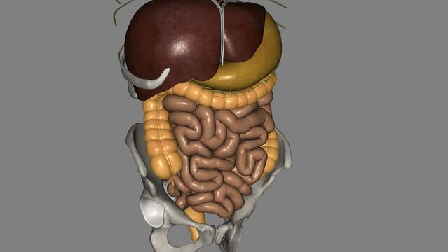 รูปภาพChymus – เลือกดูภาพถ่ายสต็อก เวกเตอร์ และวิดีโอ138 | Adobe Stock