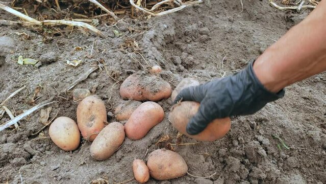 "Root Crops" Imagens – Procure 1,973 fotos, vetores e vídeos | Adobe Stock