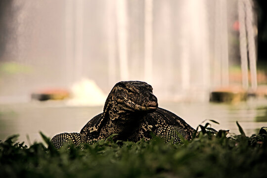 Ring-Neck Images – Browse 6,813 Stock Photos, Vectors, and Video ...