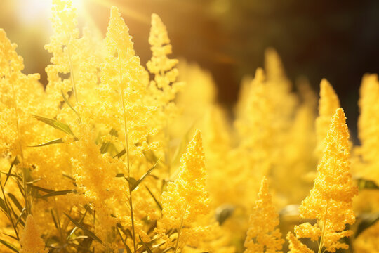 Goldenrod Background Images – Browse 11,615 Stock Photos, Vectors, and ...