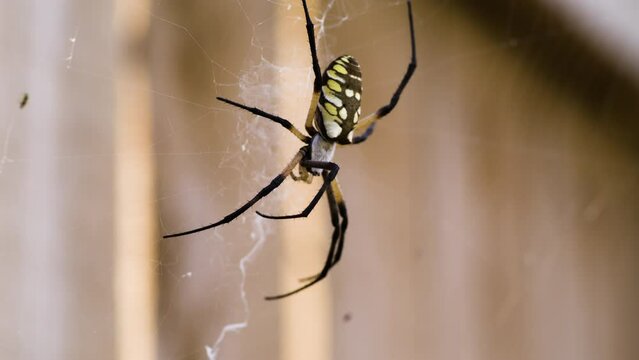 "Corn Spider"-Bilder: Stock-Fotos & -Videos. | Adobe Stock