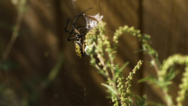 "Corn Spider"-Bilder: Stock-Fotos & -Videos. | Adobe Stock