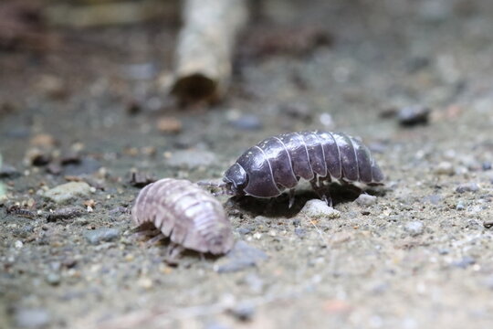"Roly Poly" Images – Browse 627 Stock Photos, Vectors, and Video ...