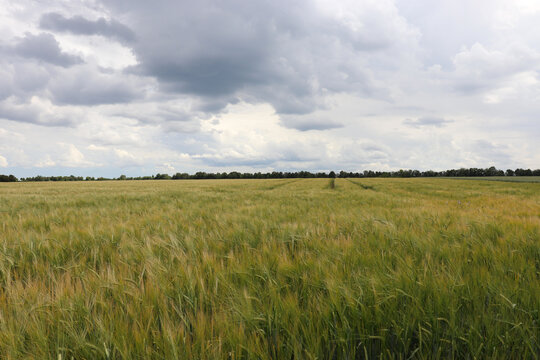 「Gerstenfeld」の写真素材 | 3,840件の無料イラスト画像 | Adobe Stock