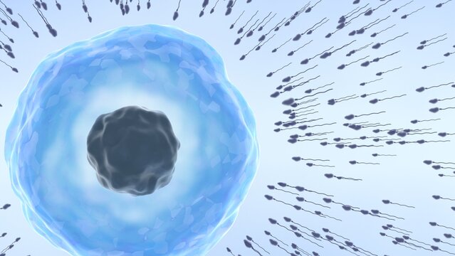 Pregnancy Animation Images – Browse 580 Stock Photos, Vectors, and ...