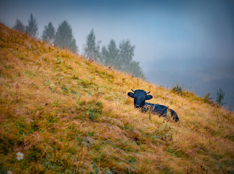 Andrew Mayovskyy : photos, images, fichiers | Adobe Stock