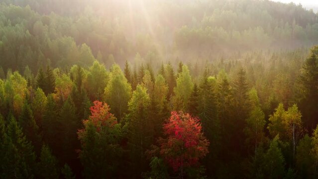 "Old Forest" Images – Browse 2,718 Stock Photos, Vectors, and Video ...