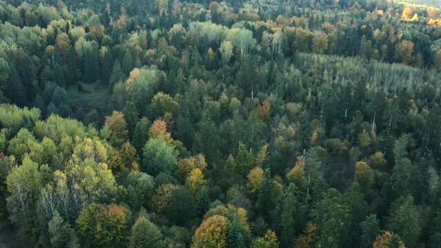 "Deciduous Images – Browse 945,414 Stock Photos, Vectors, and Video ...