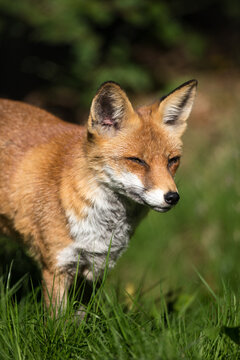 รูปภาพ"Fuchs – เลือกดูภาพถ่ายสต็อก เวกเตอร์ และวิดีโอ18,937 | Adobe Stock