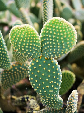 Microdasys Images – Browse 1,323 Stock Photos, Vectors, and Video ...