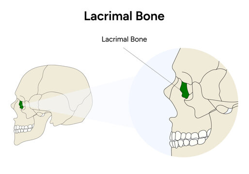 "Lacrimal Bone" Images – Browse 1,161 Stock Photos, Vectors, and Video ...