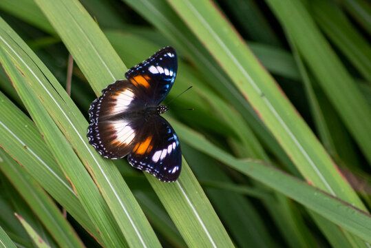 รูปภาพHypolimnas – เลือกดูภาพถ่ายสต็อก เวกเตอร์ และวิดีโอ1,597 | Adobe ...