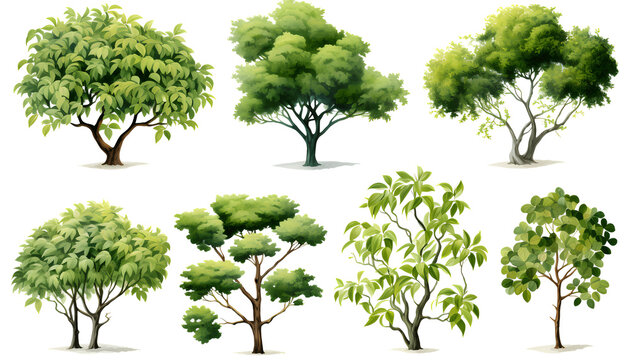 Chinese Money Tree Images – Browse 10,638 Stock Photos, Vectors, and ...