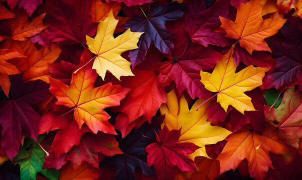 "Maple Leaf Background" Images – Browse 461 Stock Photos, Vectors, and ...