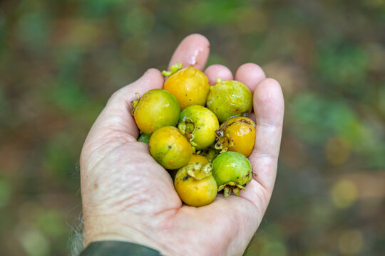 Gabiroba Imagens – Procure 24 fotos, vetores e vídeos | Adobe Stock