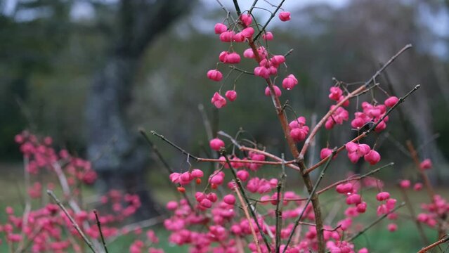 Buchennuss Bilder – Durchsuchen 683 Archivfotos, Vektorgrafiken und ...