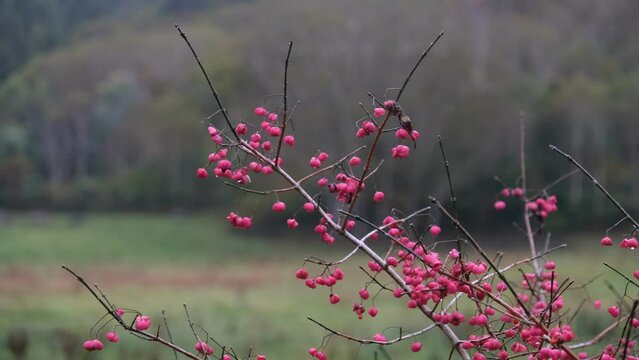 Buchennuss Bilder – Durchsuchen 683 Archivfotos, Vektorgrafiken und ...