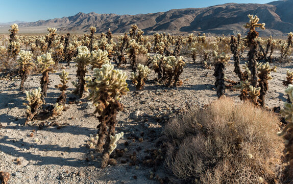 "Colla bilder – Bläddra bland 1,231 stockfoton, vektorer och videor ...