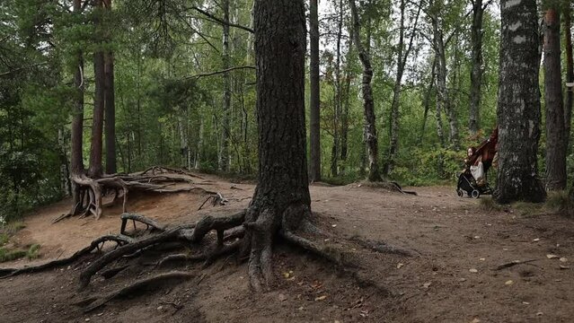 Tree Path Logo Images – Browse 20,616 Stock Photos, Vectors, and Video ...