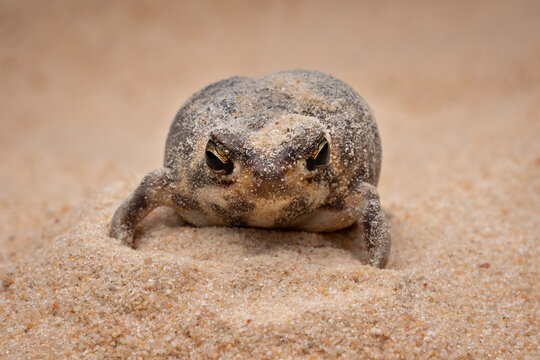 "Rain Frog" Images – Browse 398 Stock Photos, Vectors, and Video ...
