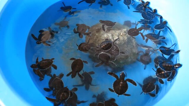 Turtle Farm"」の写真素材 | 304件の無料イラスト画像 | Adobe Stock