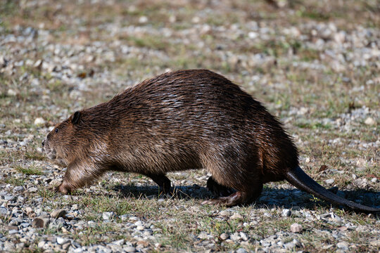 "Canadian Beaver" Images – Browse 2,025 Stock Photos, Vectors, and ...