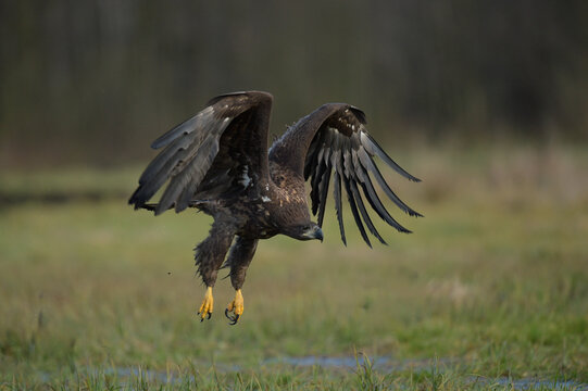 "En Vol" Images – Browse 4,141 Stock Photos, Vectors, and Video | Adobe ...