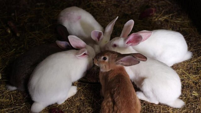 "House Rabbit" Images – Browse 373 Stock Photos, Vectors, and Video ...