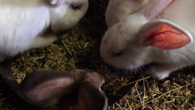 "House Rabbit" Images – Browse 373 Stock Photos, Vectors, and Video ...