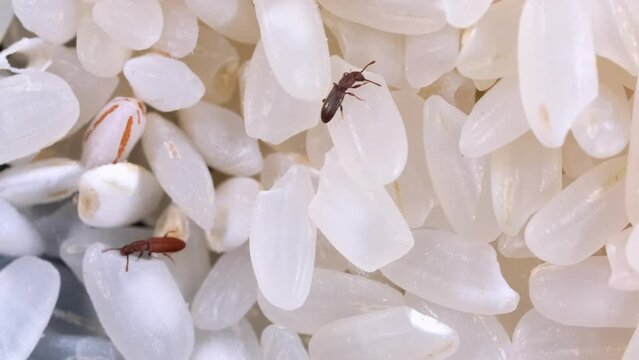 Weevils Images – Browse 14,332 Stock Photos, Vectors, and Video | Adobe ...