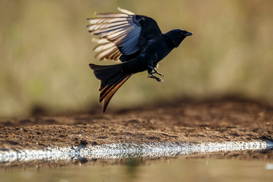 "Fork-Tailed Drongo" Images – Browse 327 Stock Photos, Vectors, and ...