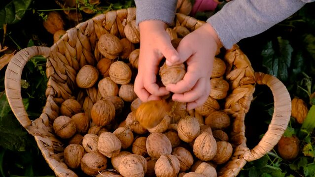 Walnut Tree"」の写真素材 | 31,942件の無料イラスト画像 | Adobe Stock