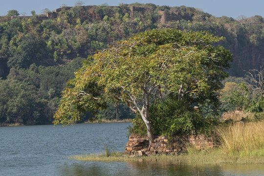 "Ranthambore National Park" Images – Browse 3,402 Stock Photos, Vectors ...