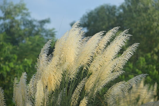 Kashful Images – Browse 412 Stock Photos, Vectors, and Video | Adobe Stock