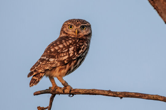 "Eigentliche Eulen" Images – Browse 543 Stock Photos, Vectors, and ...