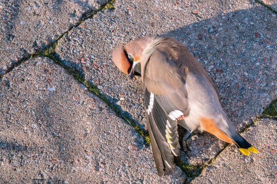 "Internal Bleeding" Images – Browse 435 Stock Photos, Vectors, and ...