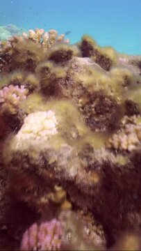 "Fire Coral" Images – Browse 1,850 Stock Photos, Vectors, and Video ...